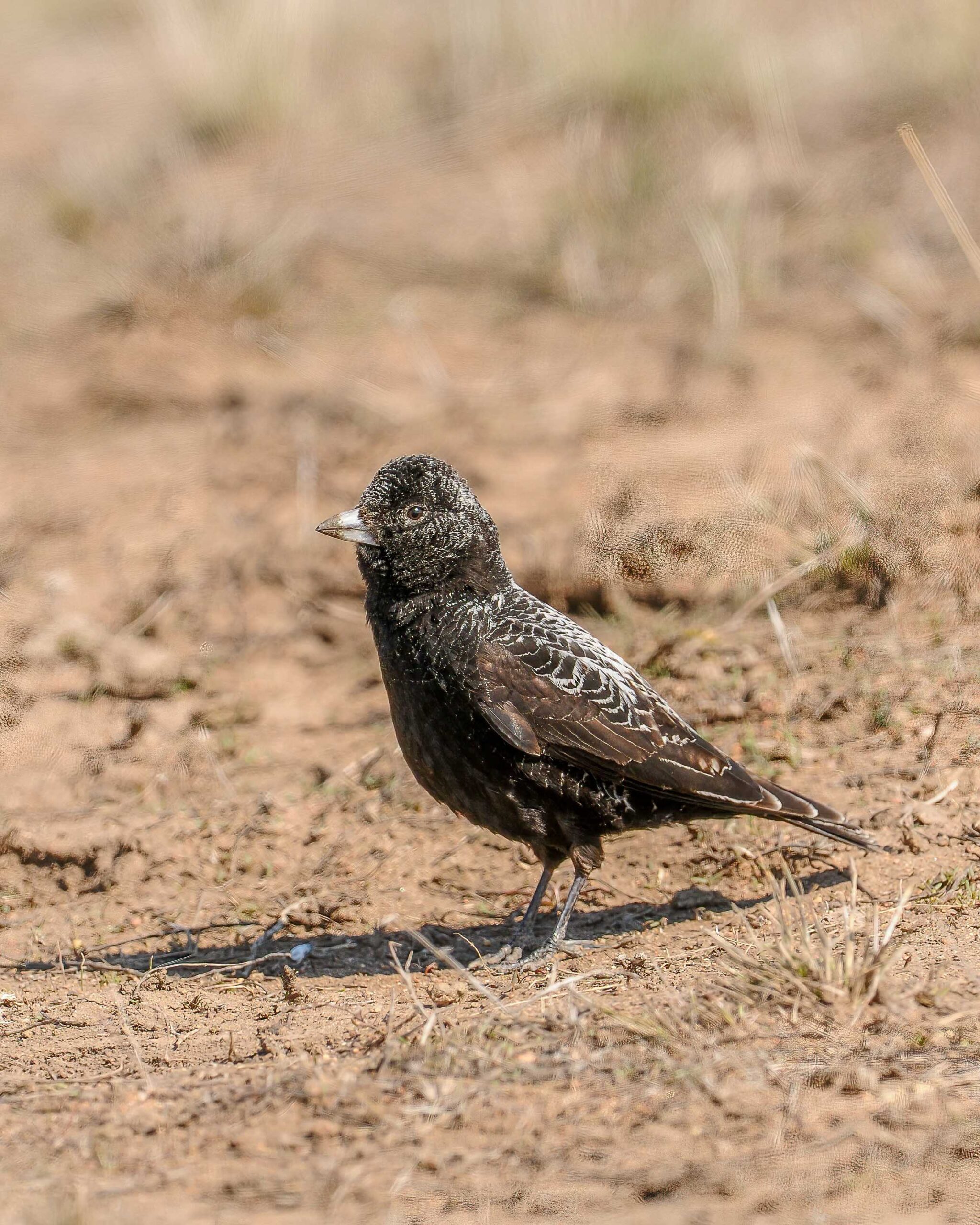 A photography special | The Flora & Fauna of Altai - Rubythroat Birding ...