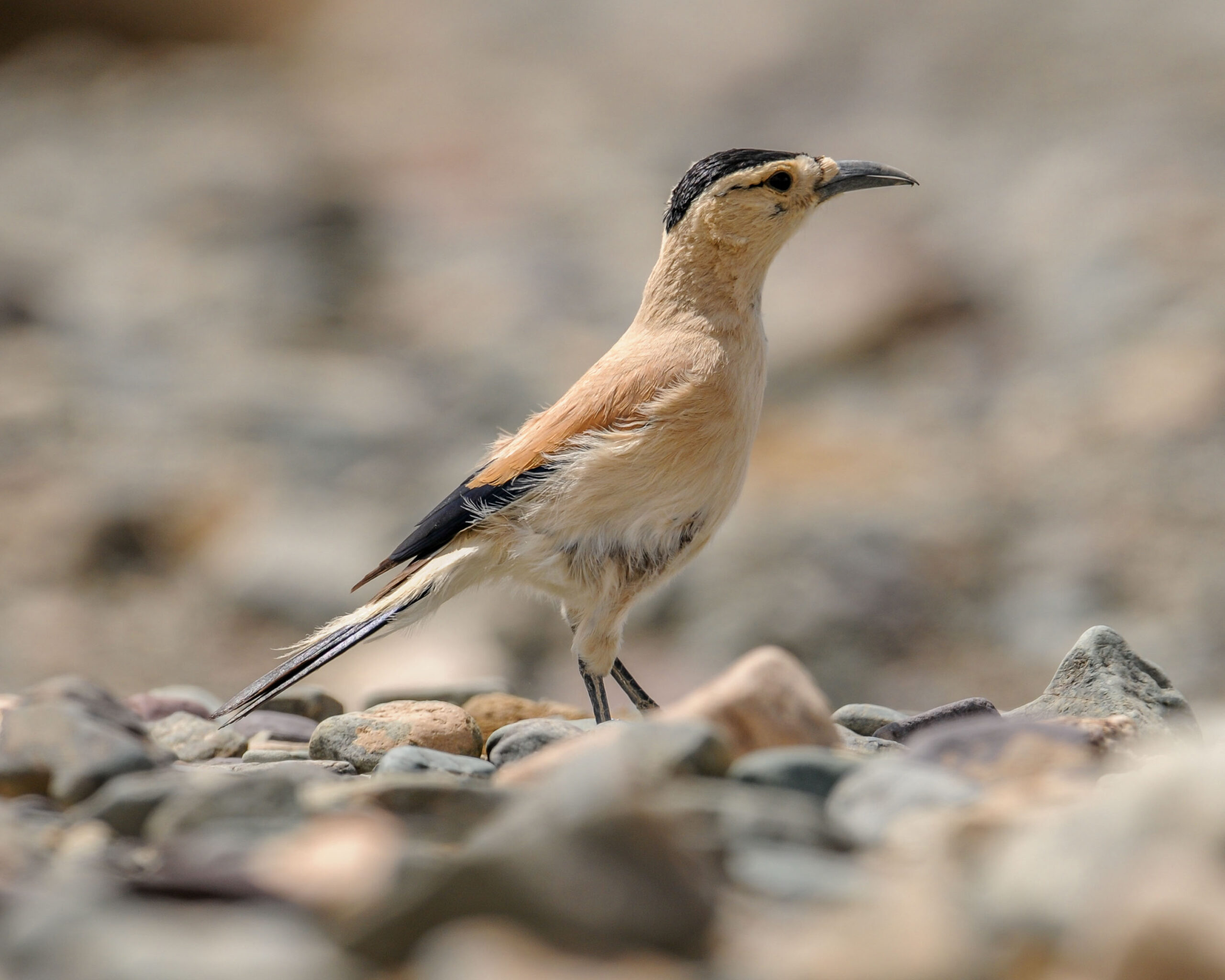 From Altai Snowcocks to Mongolian Ground-Jays | A birding tour in Altai ...
