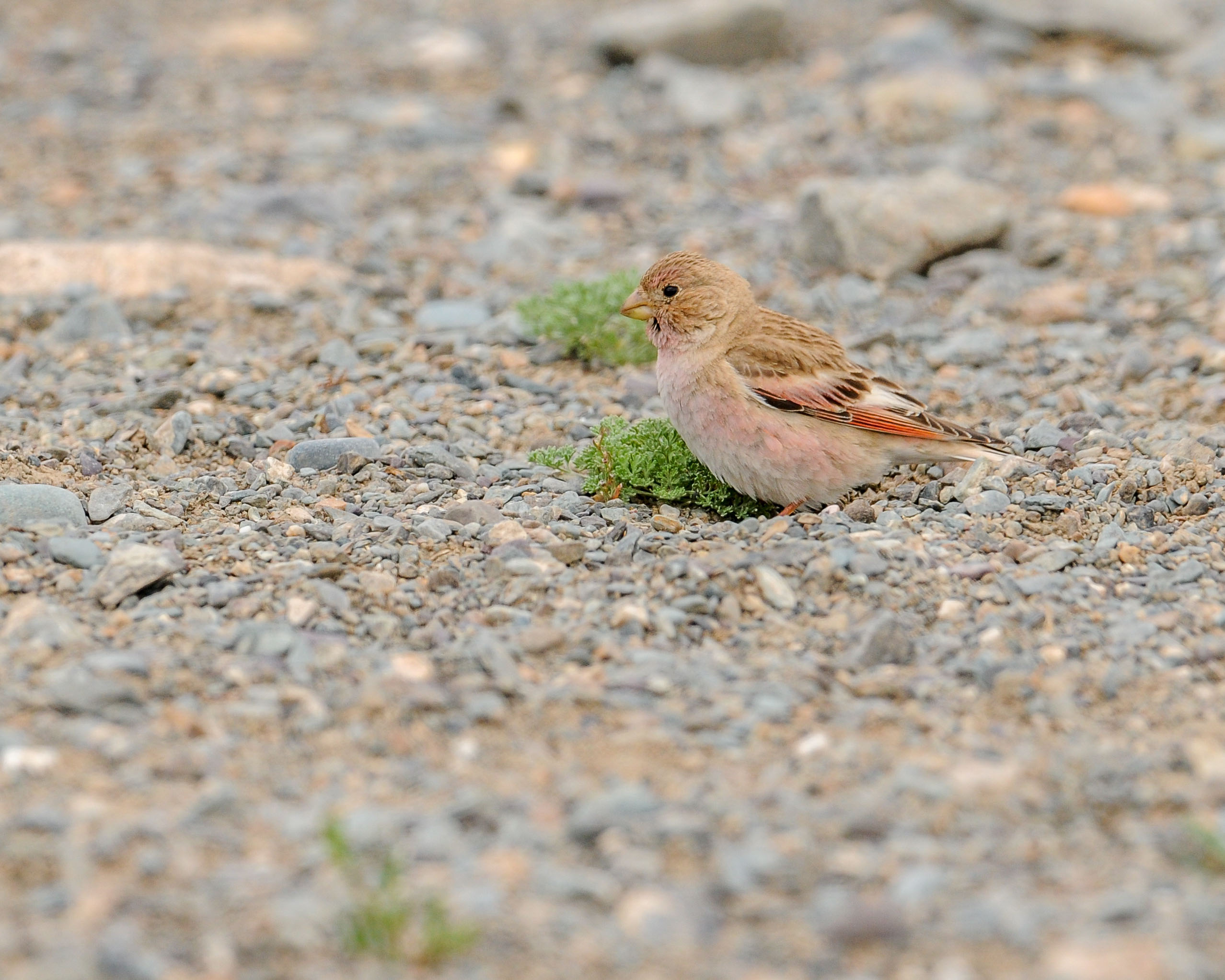From Altai Snowcocks to Mongolian Ground-Jays | A birding tour in Altai ...