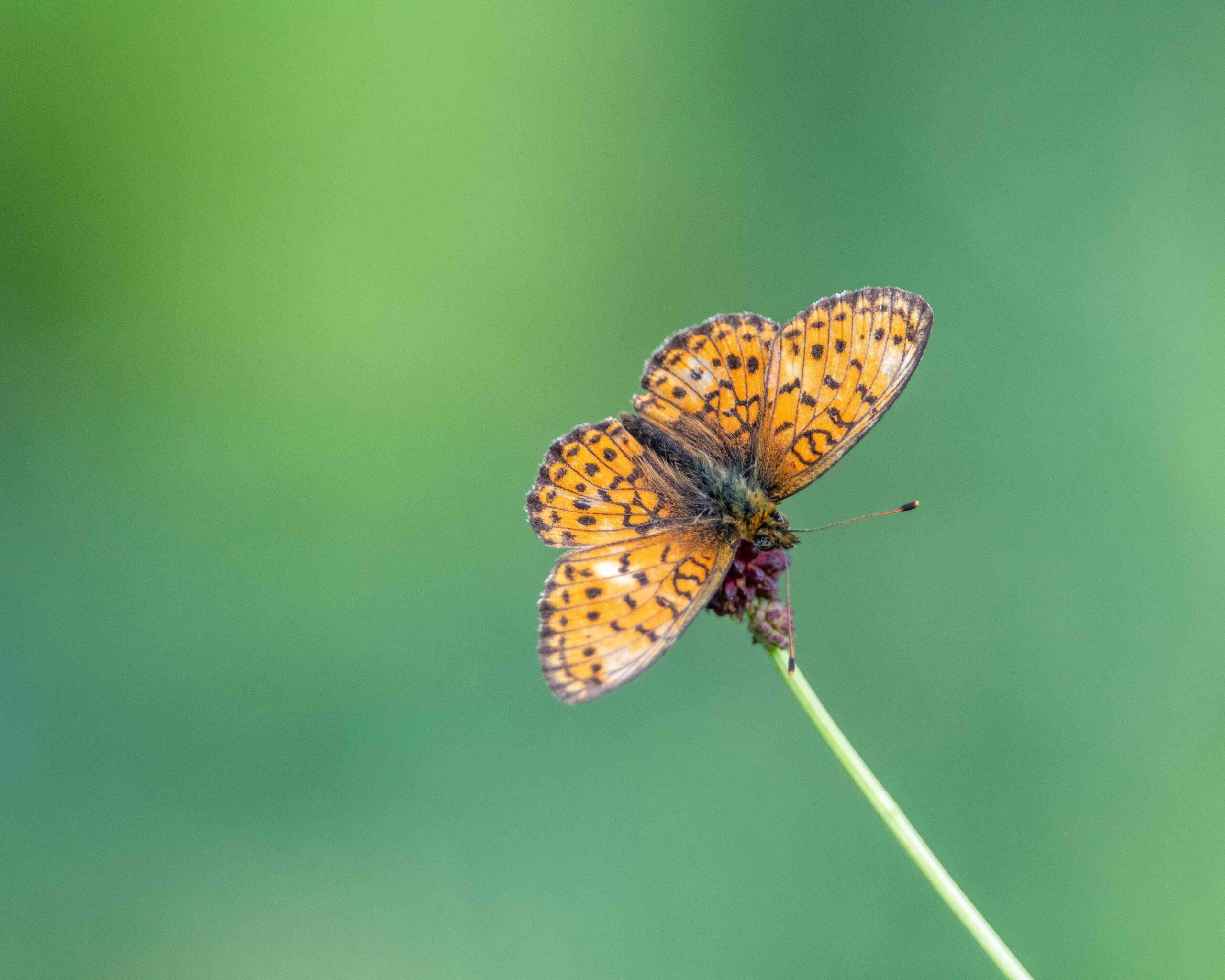 Ornithological expedition to Lake Baikal, the pearl of Siberia ...
