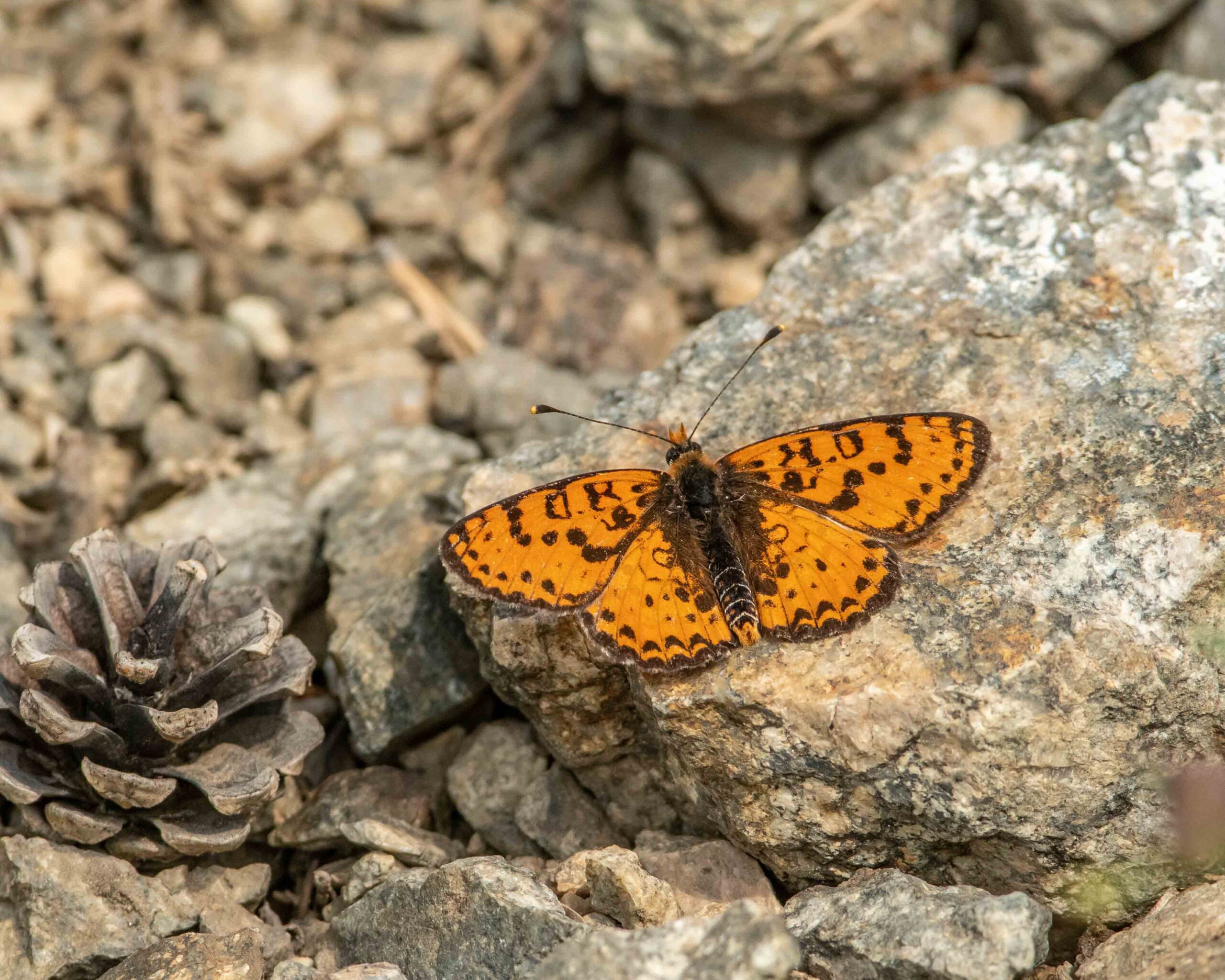Ornithological expedition to Lake Baikal, the pearl of Siberia ...